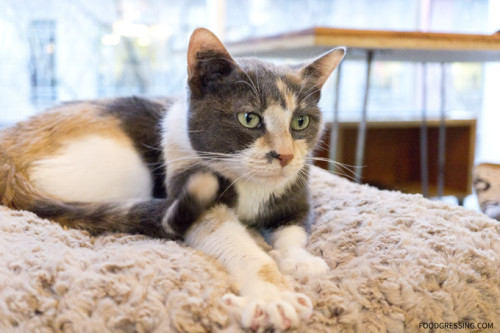 Catfe: Vancouver's First Cat Café is Now Open | Foodgressing