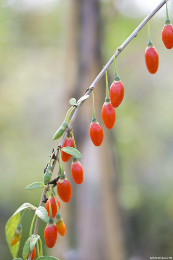 U-Pick Goji Berry Farm at Taves Farm in Abbotsford | Foodgressing