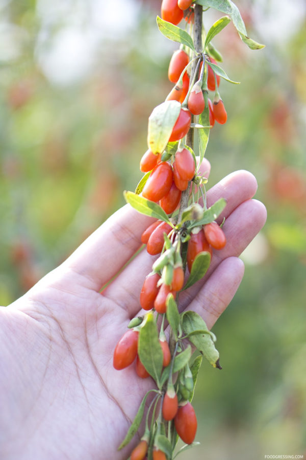 U-Pick Goji Berry Farm at Taves Farm in Abbotsford | Foodgressing