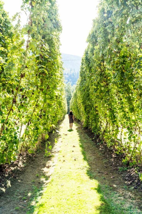 Molson Canadian & Sartori Hops Ranch: Local Hops from Fraser Valley