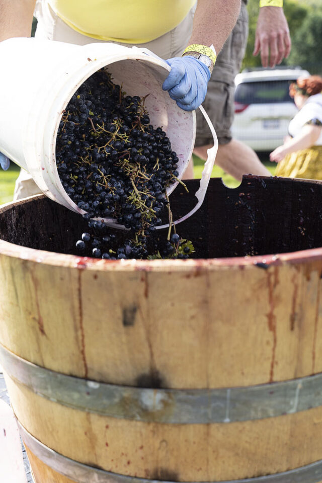 Festival of the Grape 2019: Wine Tastings, Food Trucks, Art Market