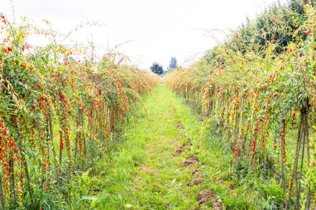 U-Pick Goji Berry Farm at Taves Farm in Abbotsford | Foodgressing