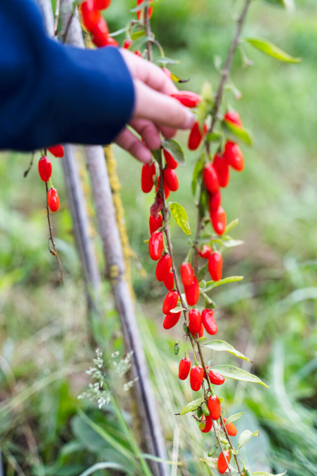 U-Pick Goji Berry Farm at Taves Farm in Abbotsford | Foodgressing
