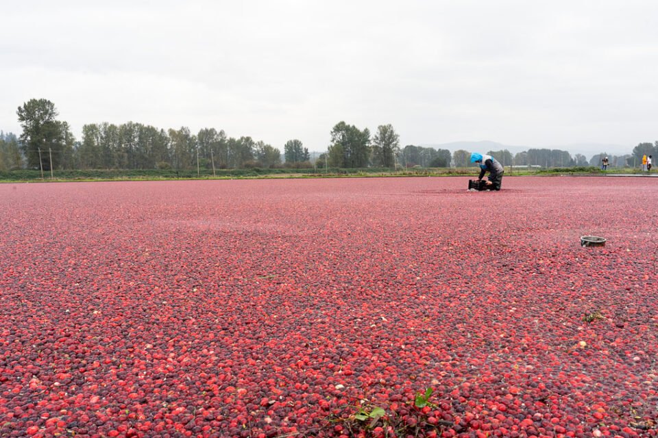 Riverside Cranberry Farm in Langley BC: The Bog Farm Tour Review