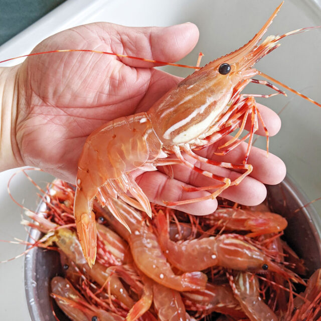 BC Spot Prawns Vancouver 2024: Dates, Where to Buy, Cook
