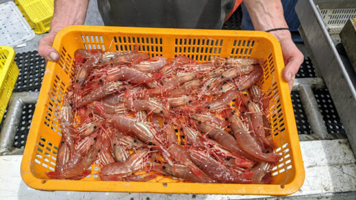BC Spot Prawns Vancouver 2024: Dates, Where to Buy, Cook