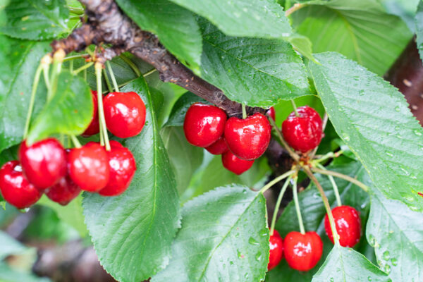 Greek Cherries: where & how they are produced, appearance, taste