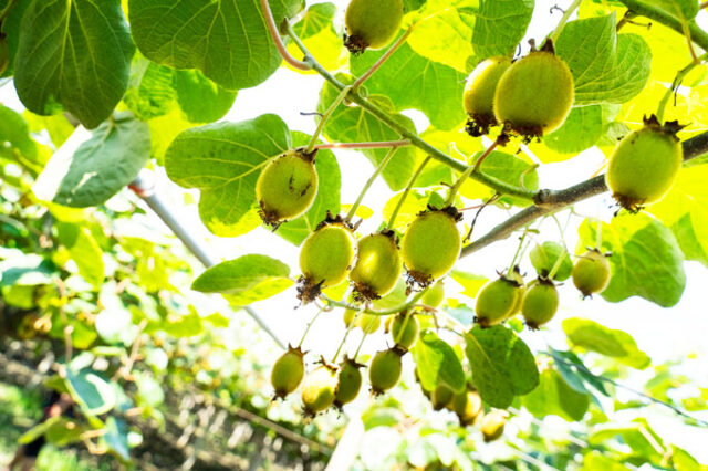 Greek kiwis: where & how they are produced, appearance, taste