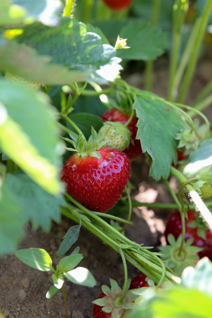 Summer in the Township of Langley BC