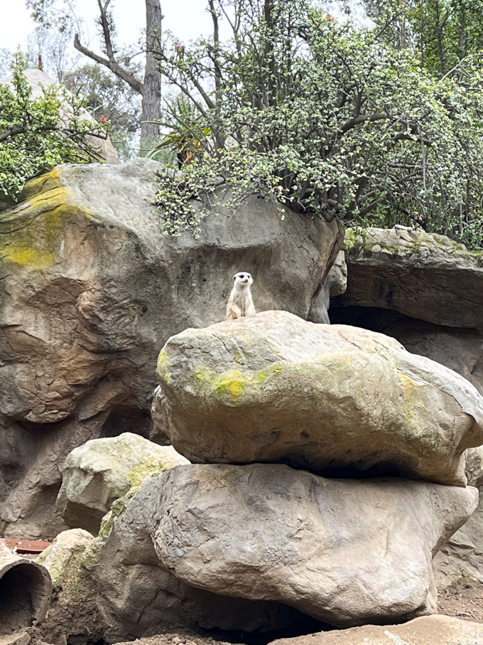 L.A. Zoo Visit Highlights + How to Save Money on Admission