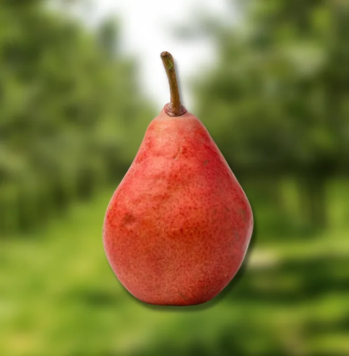 High In Fiber, USA Pears In Stores Now - Foodgressing